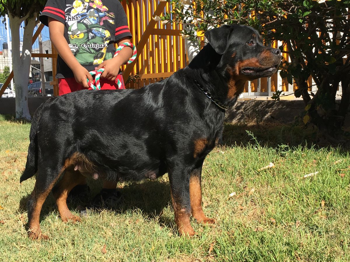 Rottweiler