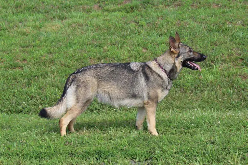 German Shepherd Dog