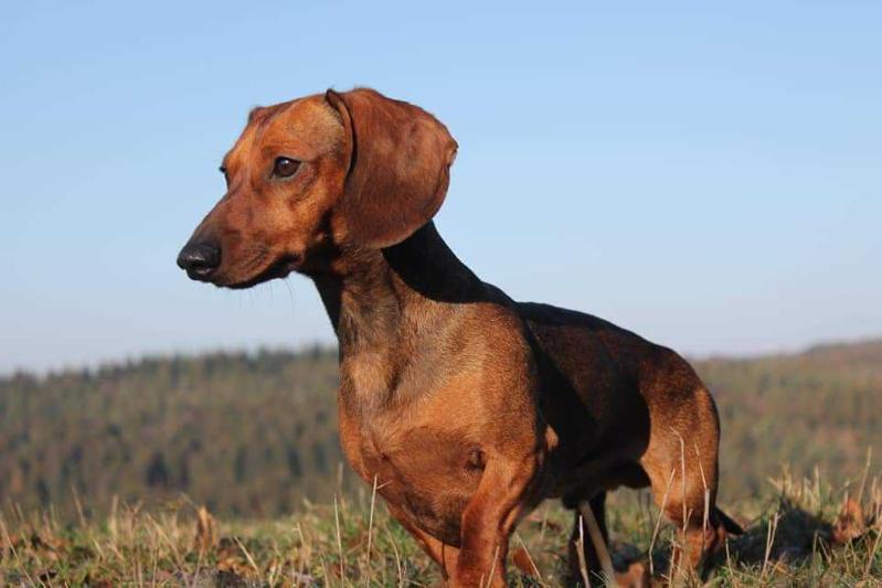 Dachshund