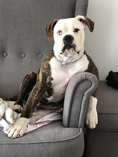 American Bulldog