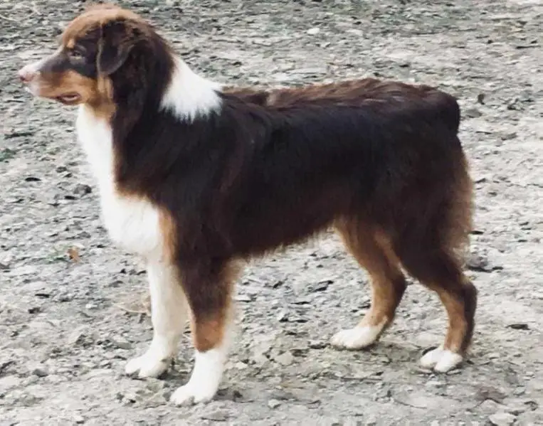Australian Shepherd