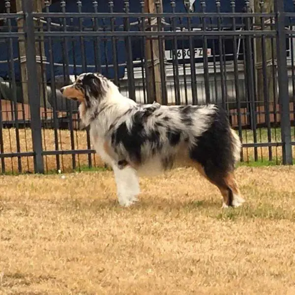Australian Shepherd