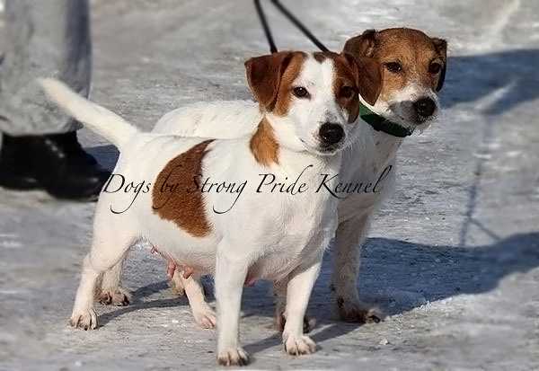 Jack Russell Terrier
