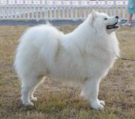 Samoyed