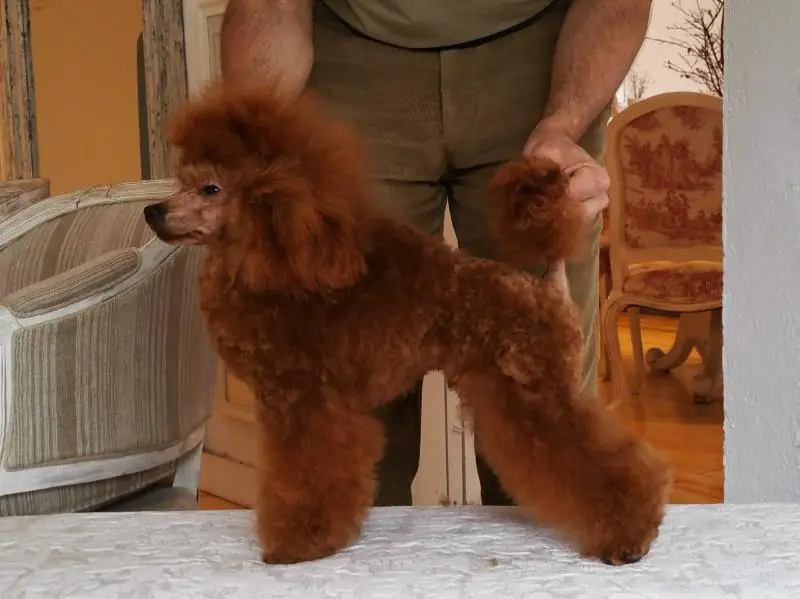Poodle