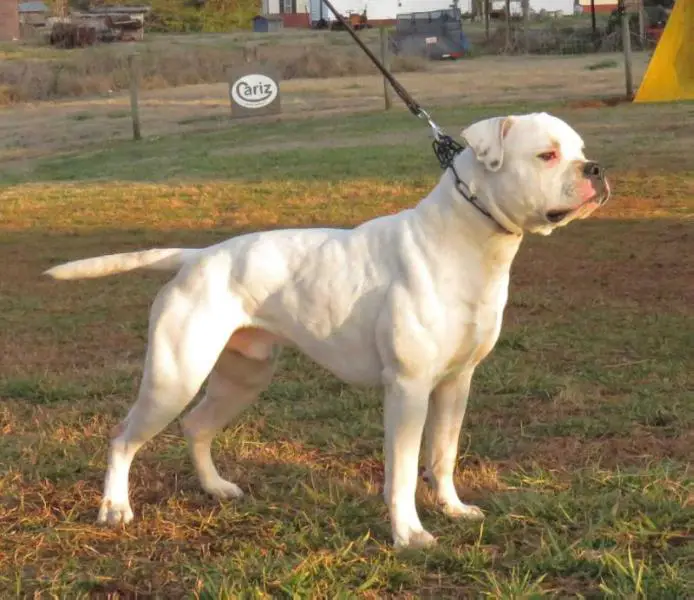 American Bulldog