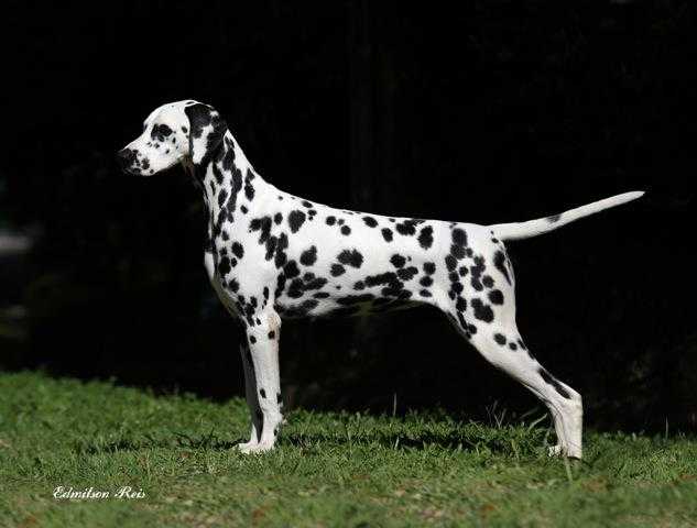 Dalmatian