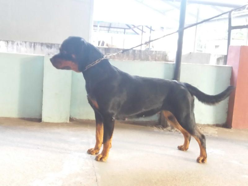 Rottweiler