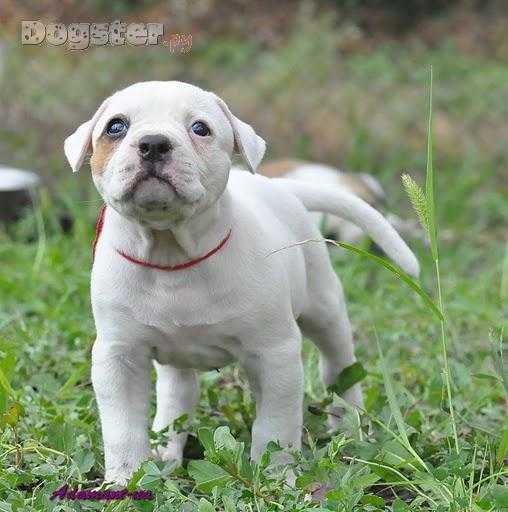 American Bulldog