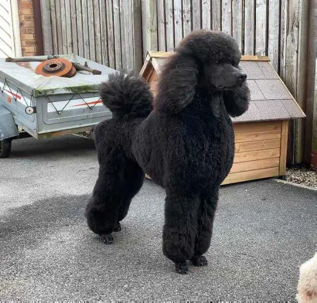 Poodle