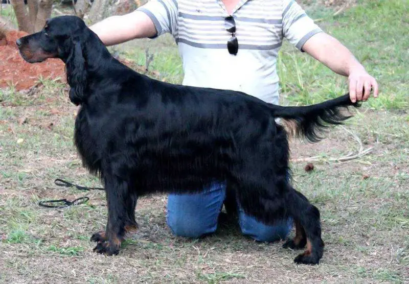 Gordon Setter