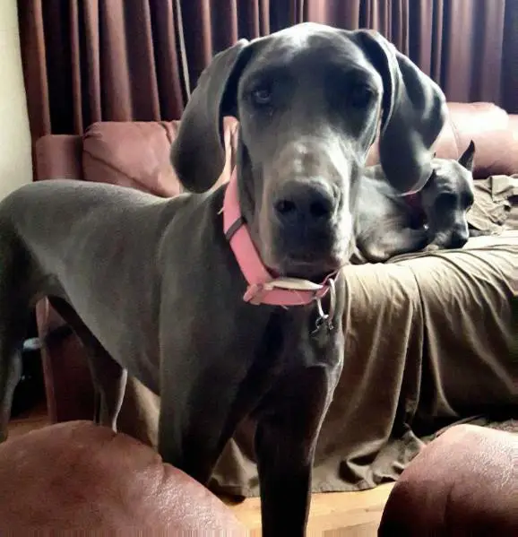 Great Dane