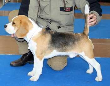 Beagle