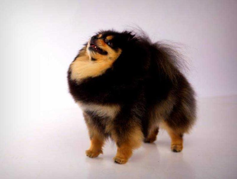 Pomeranian
