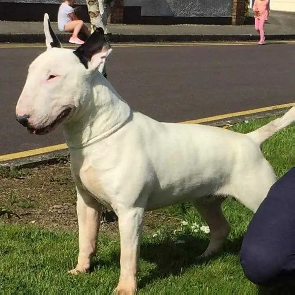 Bull Terrier
