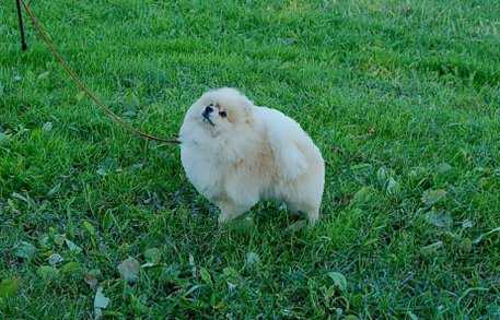 Pomeranian
