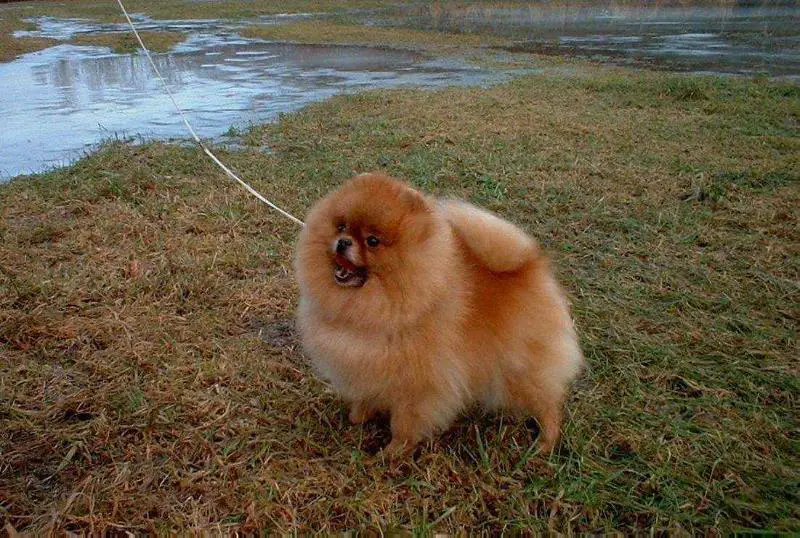 Pomeranian