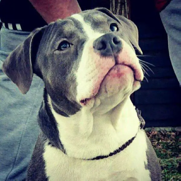 American Staffordshire Terrier