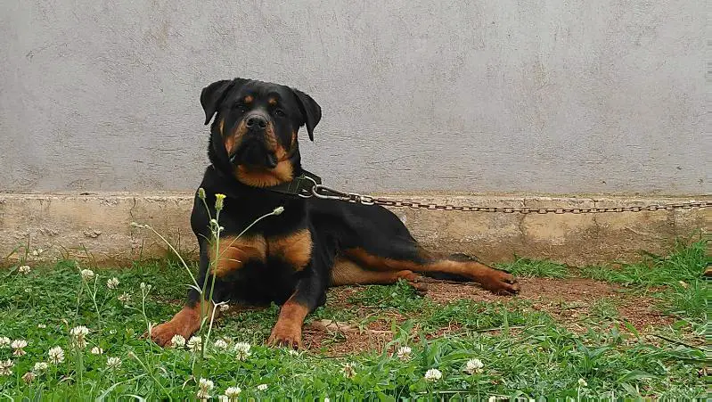 Rottweiler