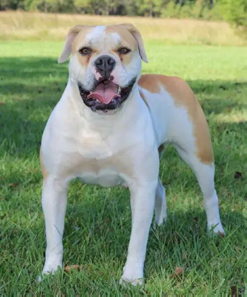 American Bulldog