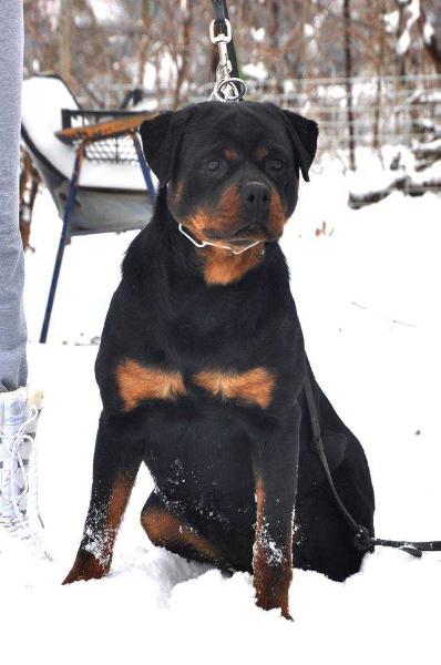 Rottweiler