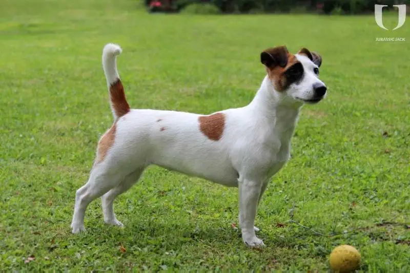 Jack Russell Terrier