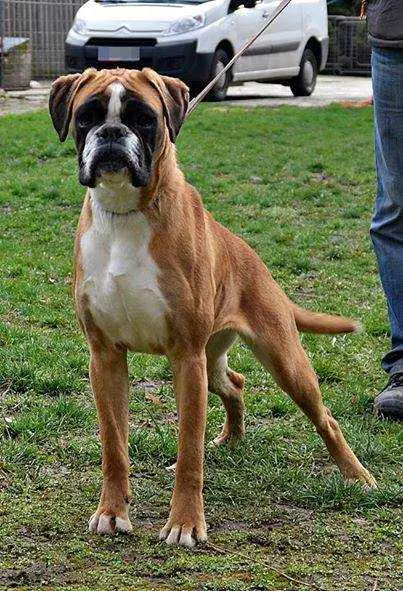 Boxer