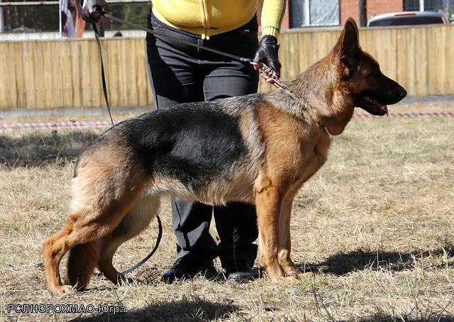German Shepherd Dog