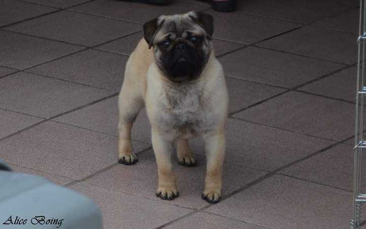 Pug