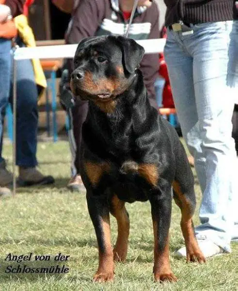 Rottweiler