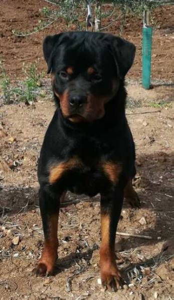 Rottweiler