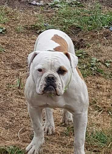 American Bulldog