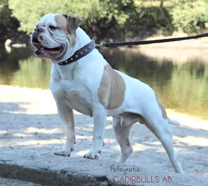 American Bulldog