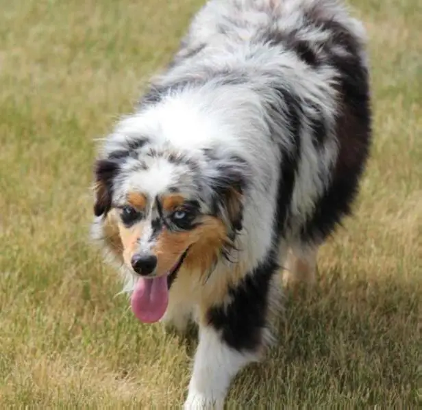 Australian Shepherd