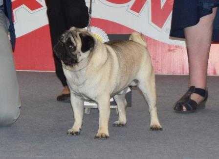 Pug