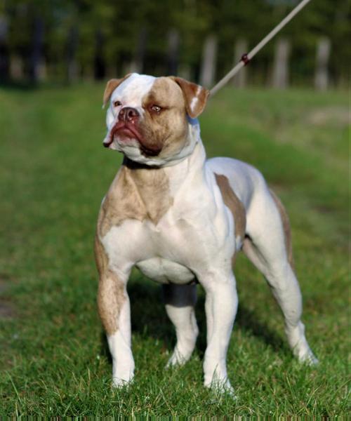 American Bulldog