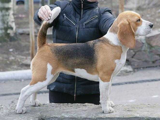 Beagle