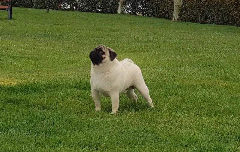Pug