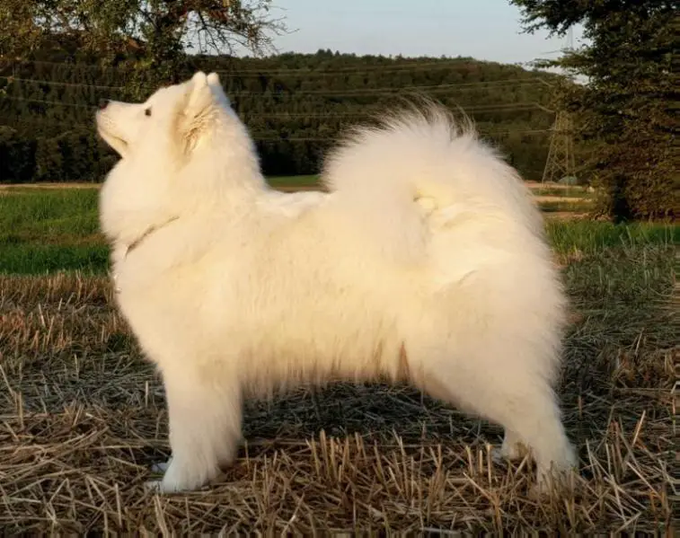 Samoyed