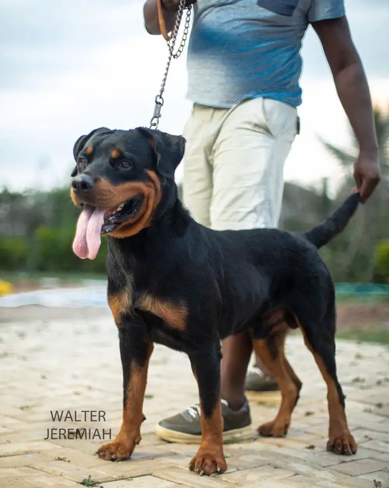 Rottweiler