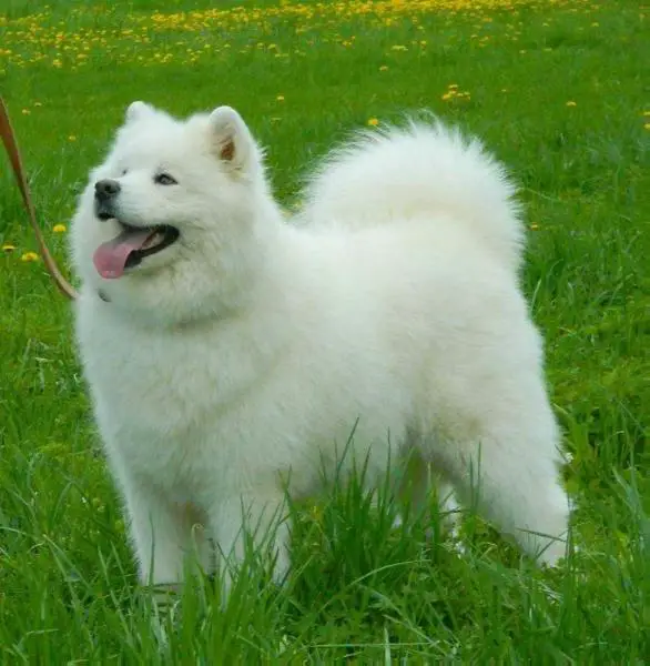 Samoyed