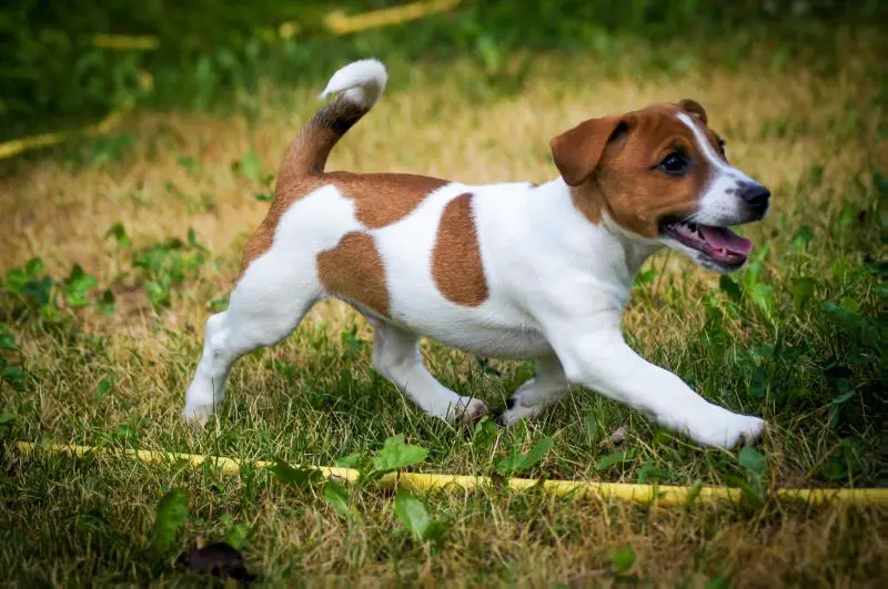 Jack Russell Terrier