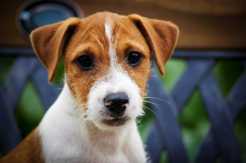 Jack Russell Terrier