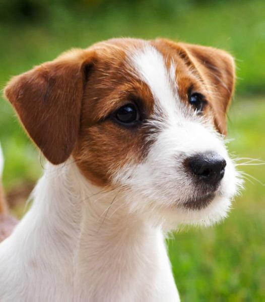 Jack Russell Terrier