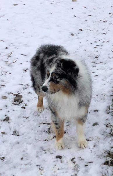 Australian Shepherd