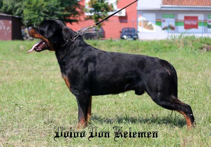 Rottweiler