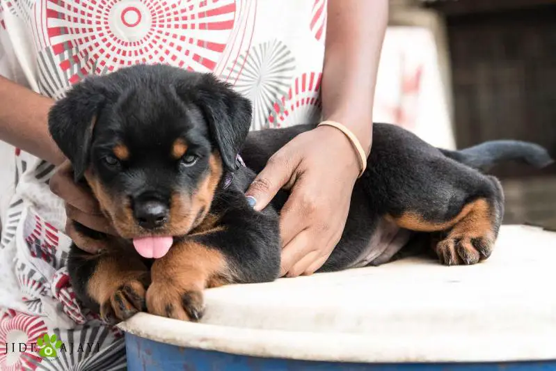 Rottweiler