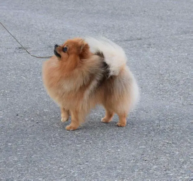Pomeranian