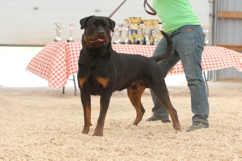 Rottweiler