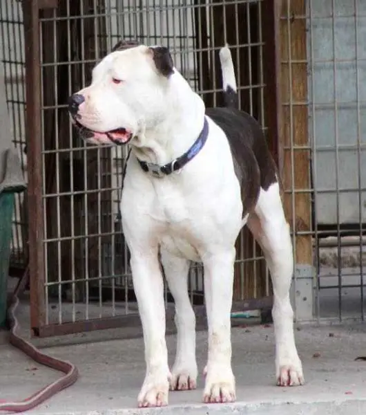 American Bulldog